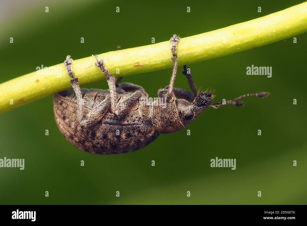 Liophloeus tessulatus Weevil crawling along ivy leaf stem Stock Photo ...