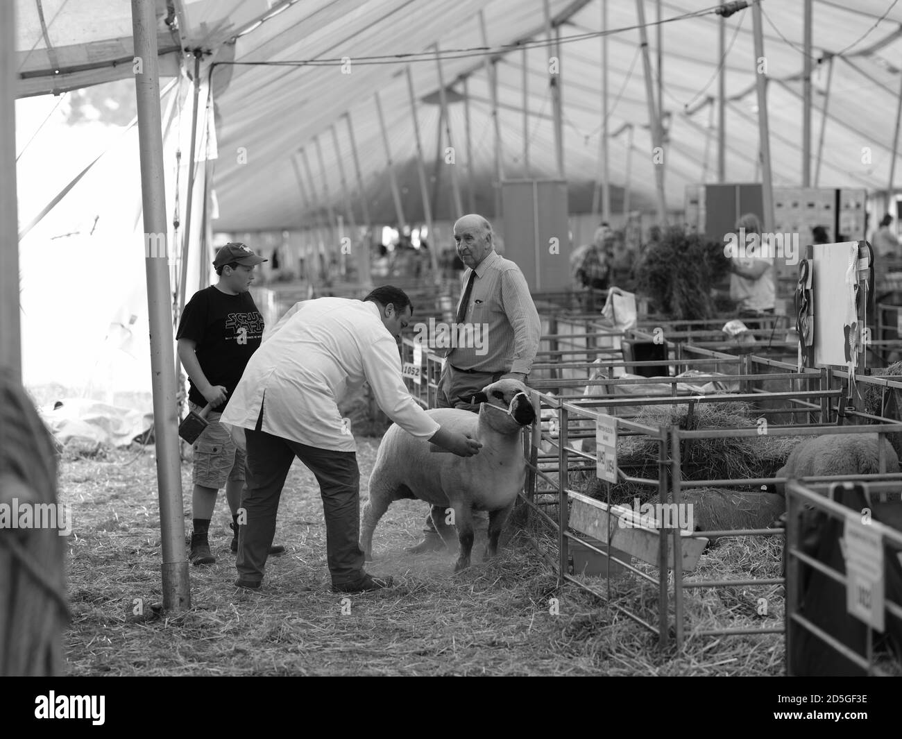 Royal Cornwall Show Wadebridge Cornwall Judging sheep dogs cattle Stock ...