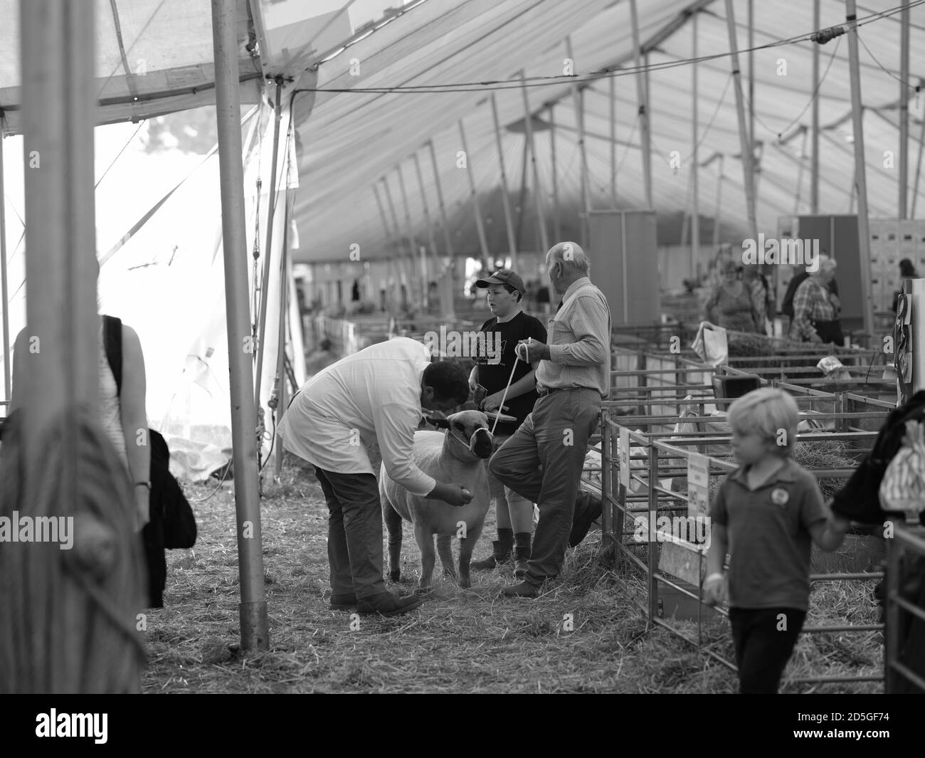 Royal Cornwall Show Wadebridge Cornwall Judging sheep dogs cattle Stock ...