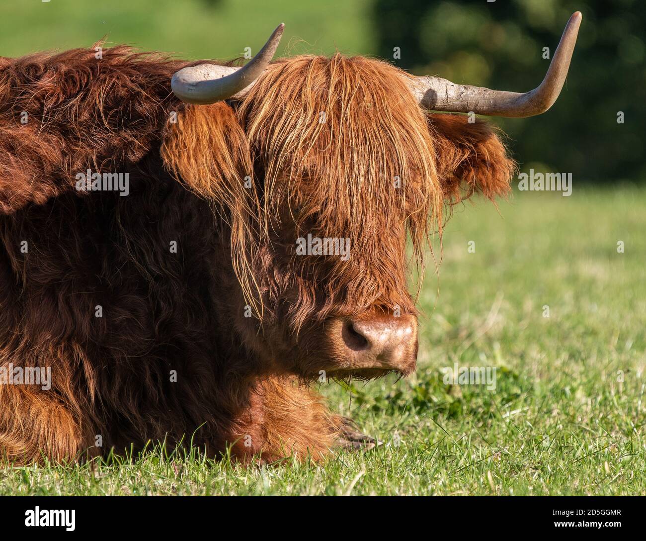 A close up photo of a Highland Cow Stock Photo - Alamy