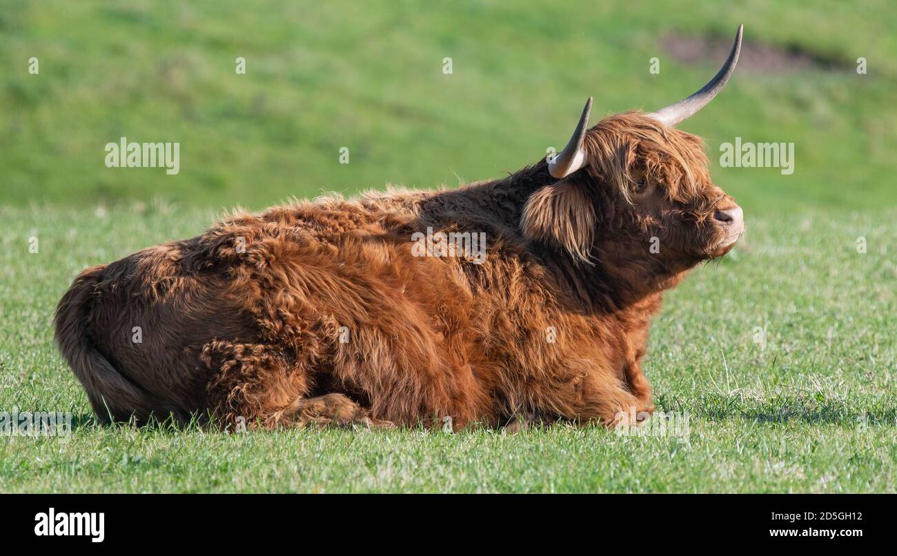 A close up photo of a Highland Cow Stock Photo - Alamy