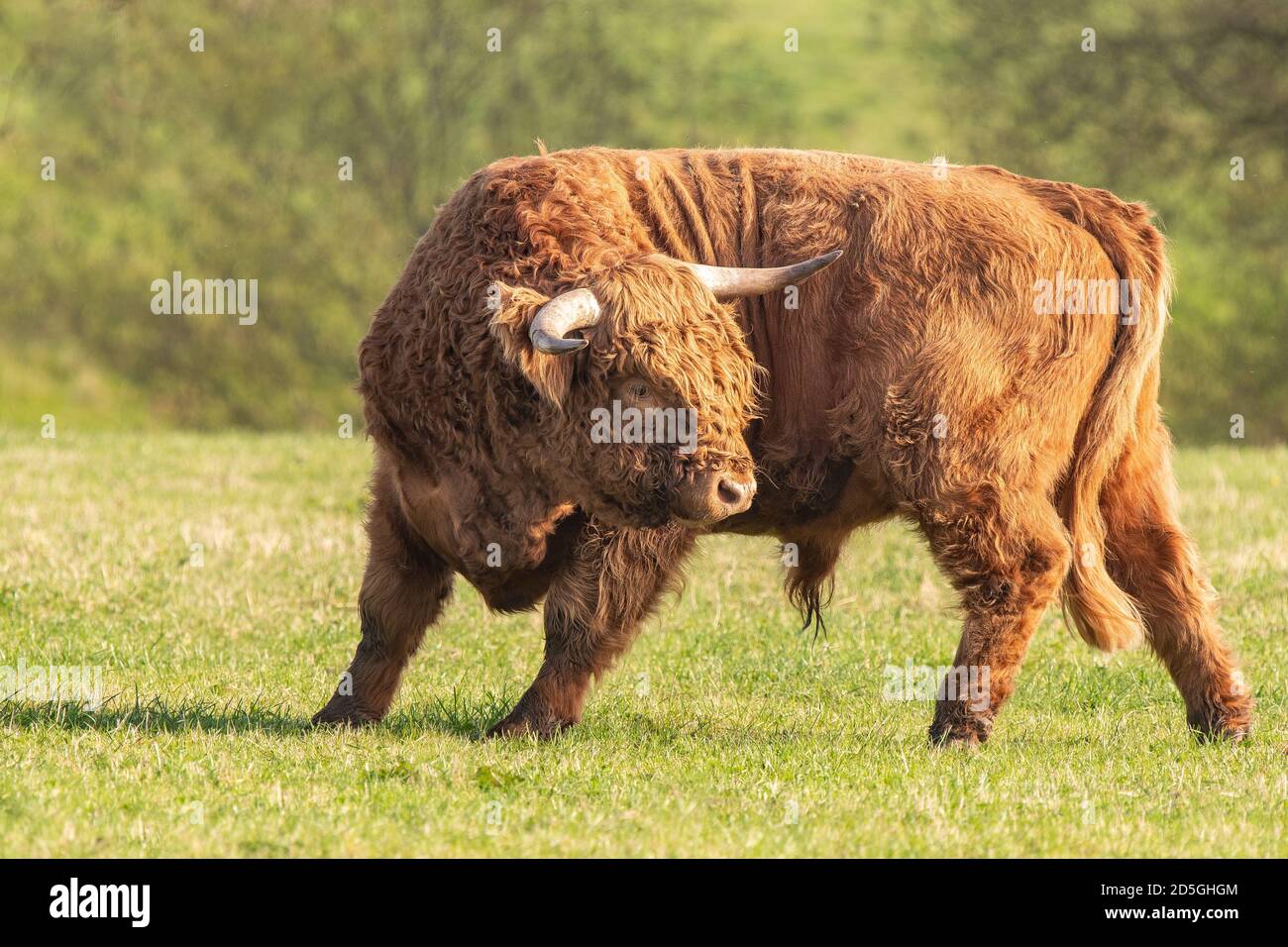 A close up photo of a Highland Cow Stock Photo - Alamy