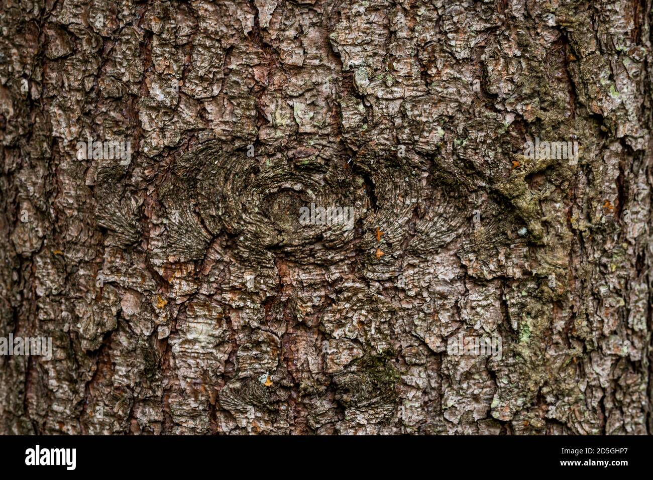 spruce fir bark softwood tree texture background in mixed forest Stock ...