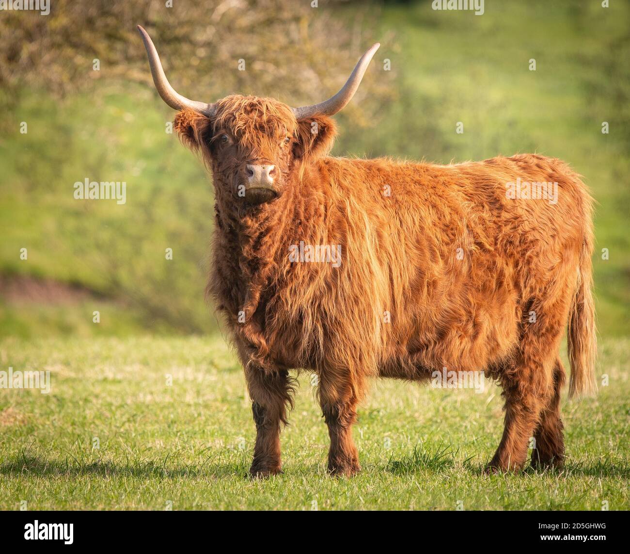 A close up photo of a Highland Cow Stock Photo - Alamy