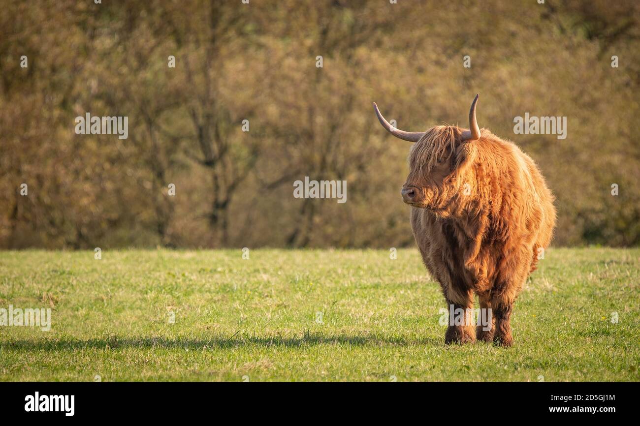 A close up photo of a Highland Cow Stock Photo - Alamy