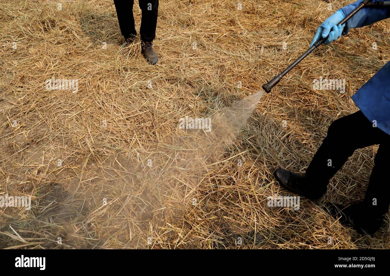 A worker of Indian Agricultural Research Institute (IARI) sprays newly ...