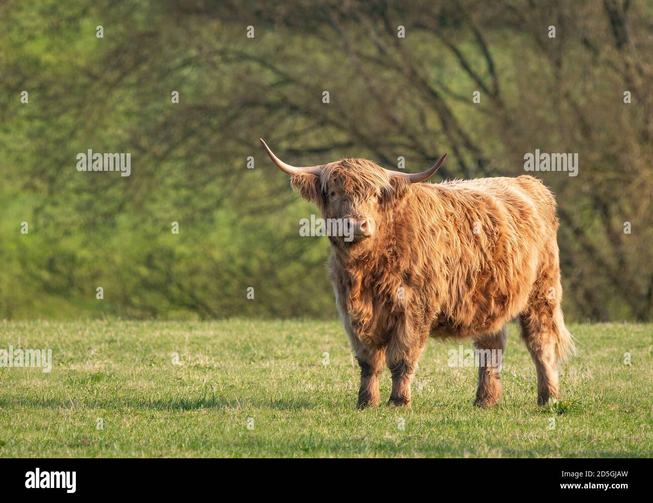A close up photo of a Highland Cow Stock Photo - Alamy