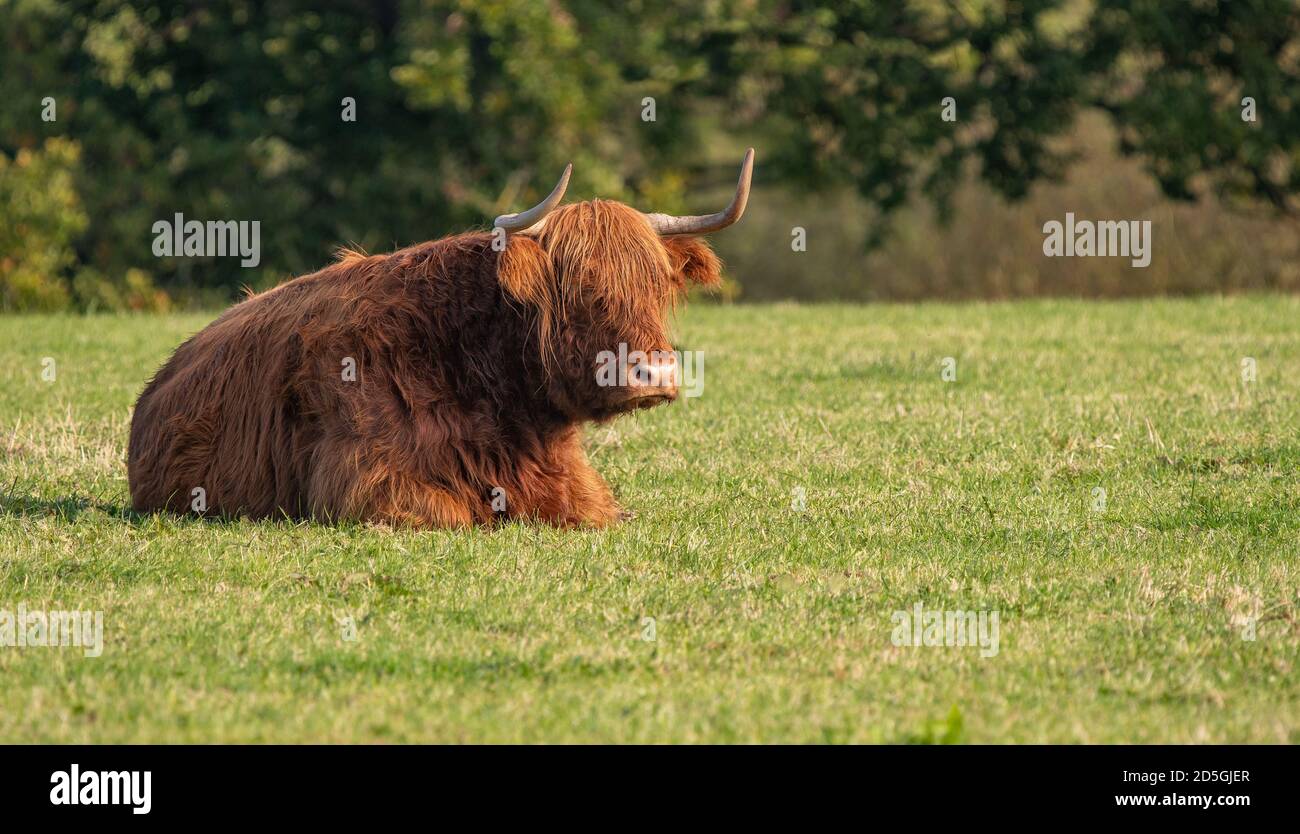A close up photo of a Highland Cow Stock Photo - Alamy