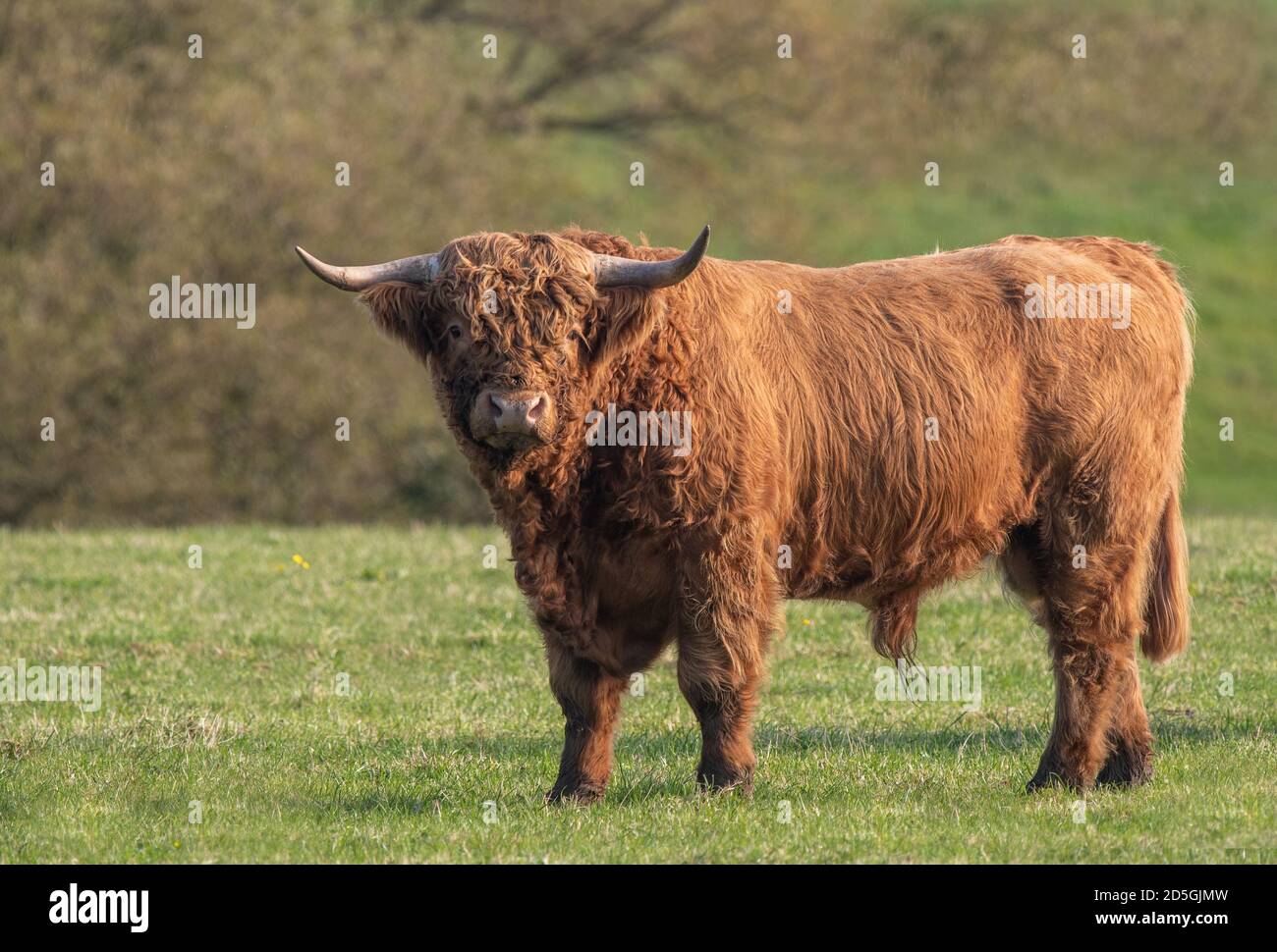 A close up photo of a Highland Cow Stock Photo - Alamy