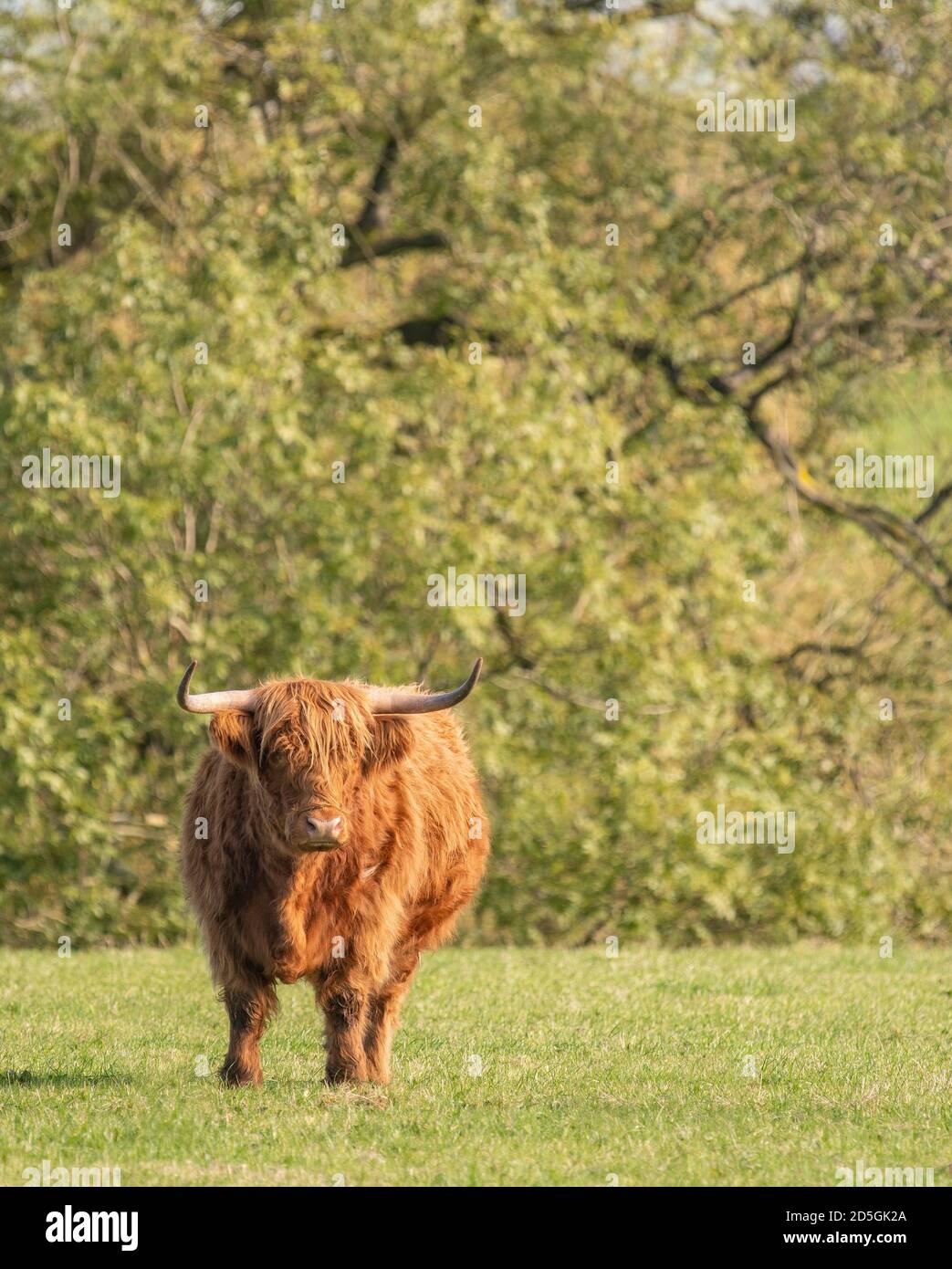 A close up photo of a Highland Cow Stock Photo - Alamy