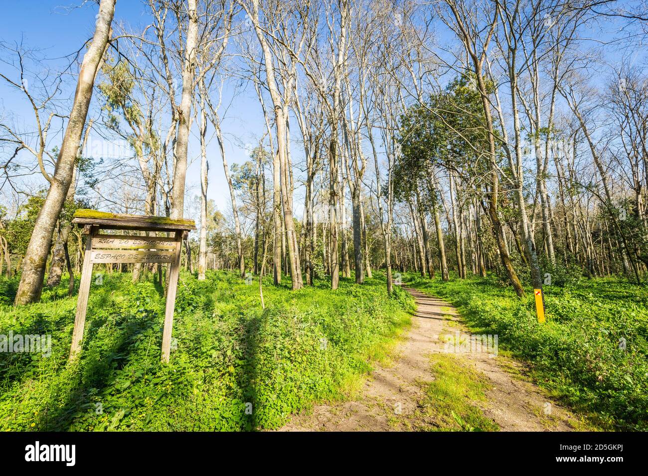Choupal forest hi-res stock photography and images - Alamy