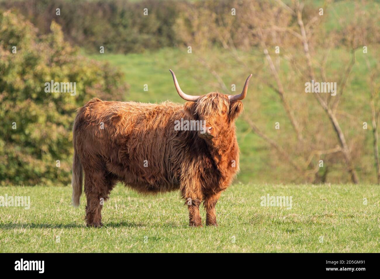 A close up photo of a Highland Cow Stock Photo - Alamy