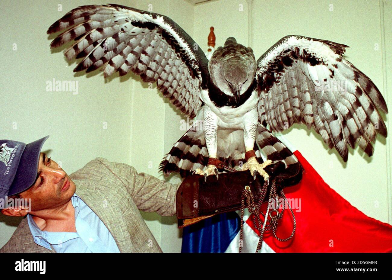 Harpy Eagle Panama High Resolution Stock Photography and Images - Alamy