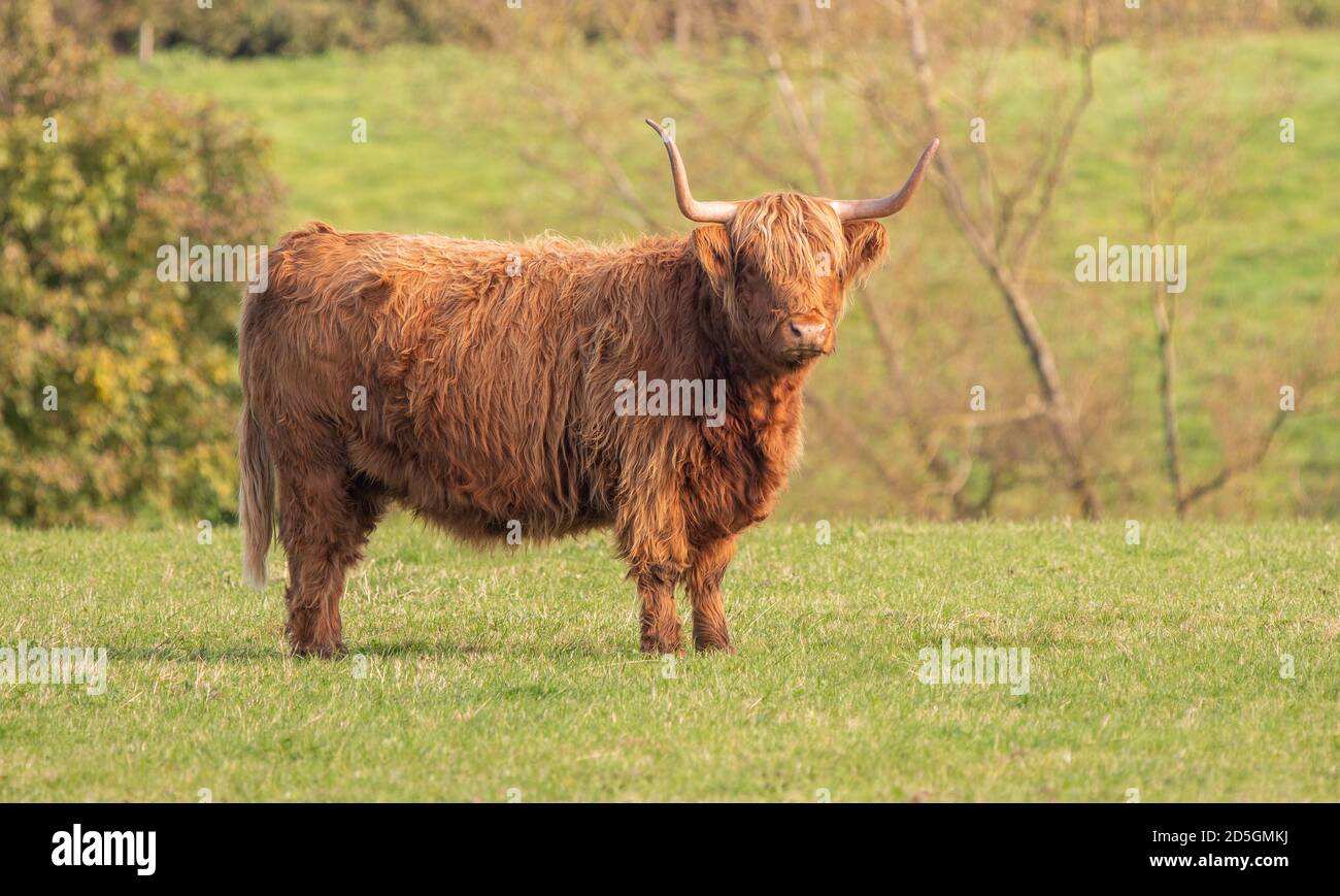 A close up photo of a Highland Cow Stock Photo - Alamy