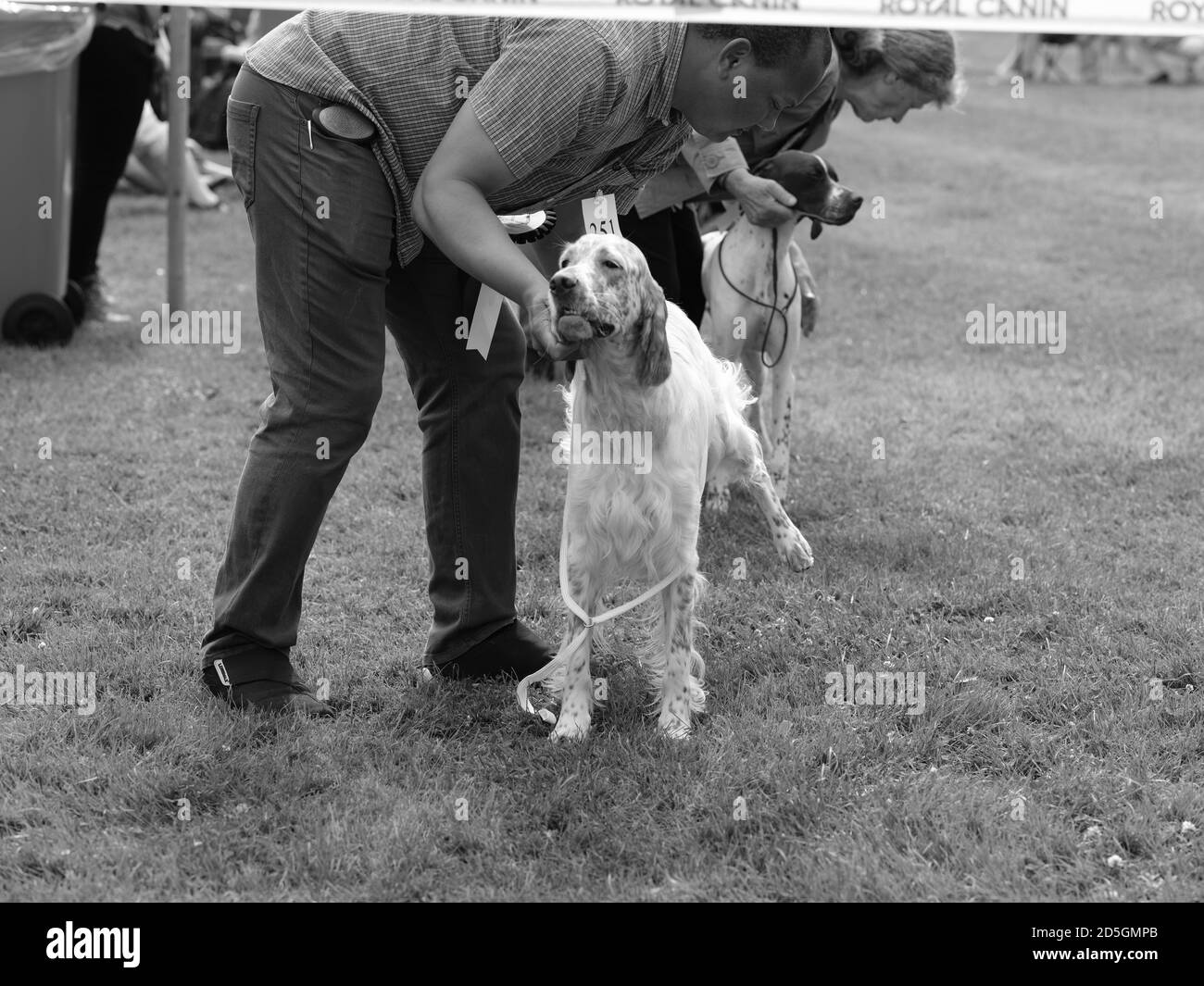 Royal Cornwall Show Wadebridge Cornwall Stock Photo - Alamy