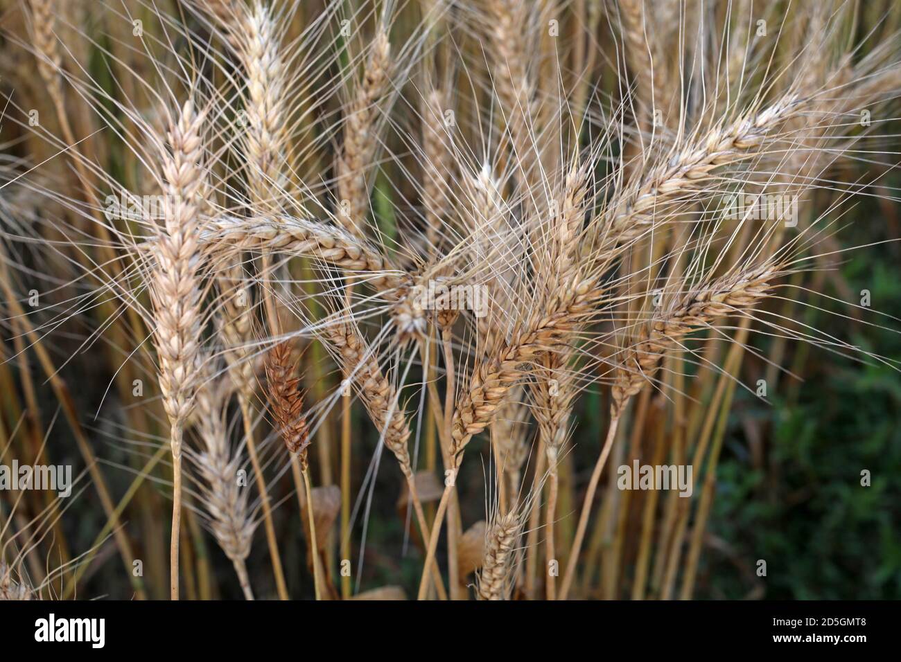 Fields of ripe wheat hi-res stock photography and images - Alamy