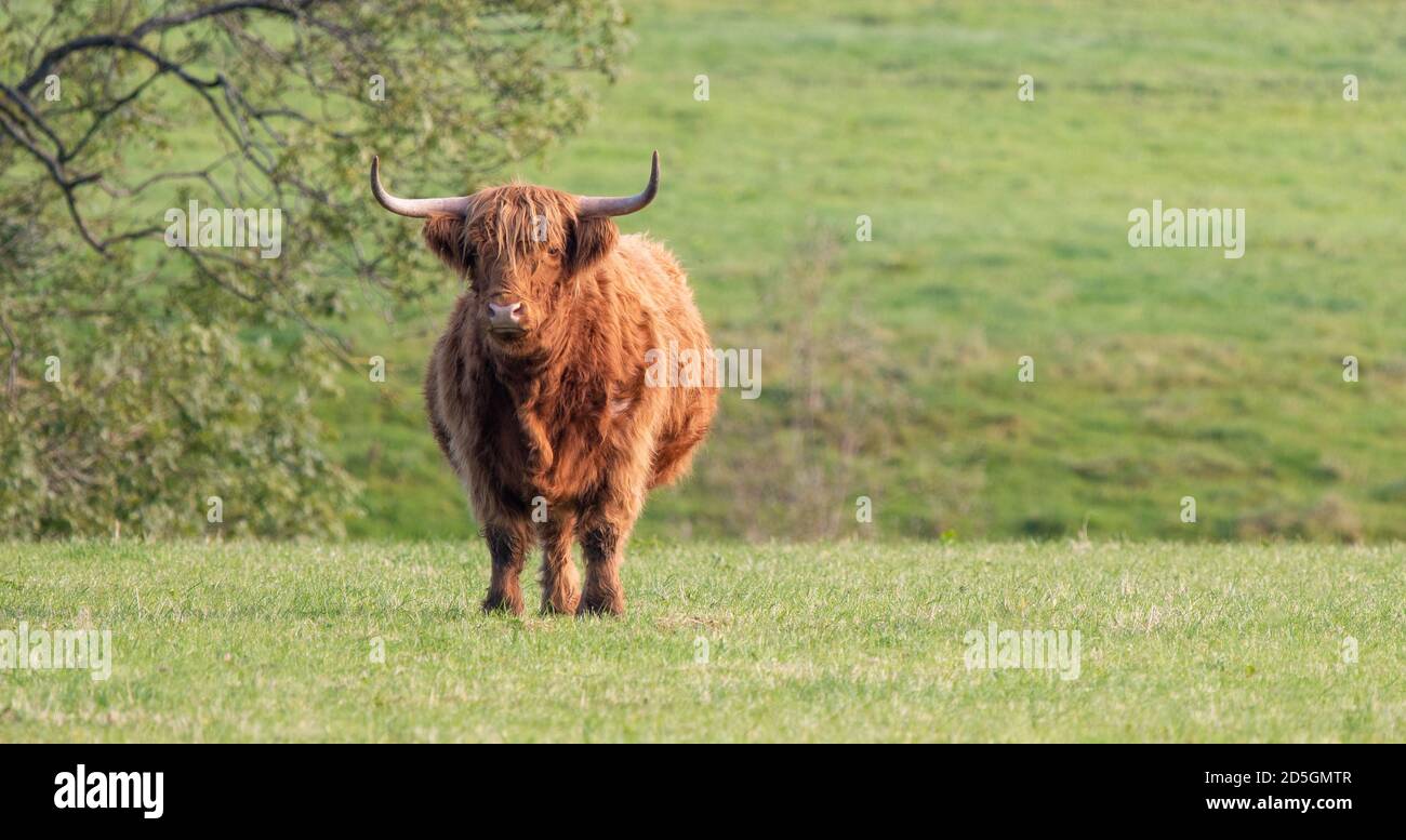A close up photo of a Highland Cow Stock Photo - Alamy