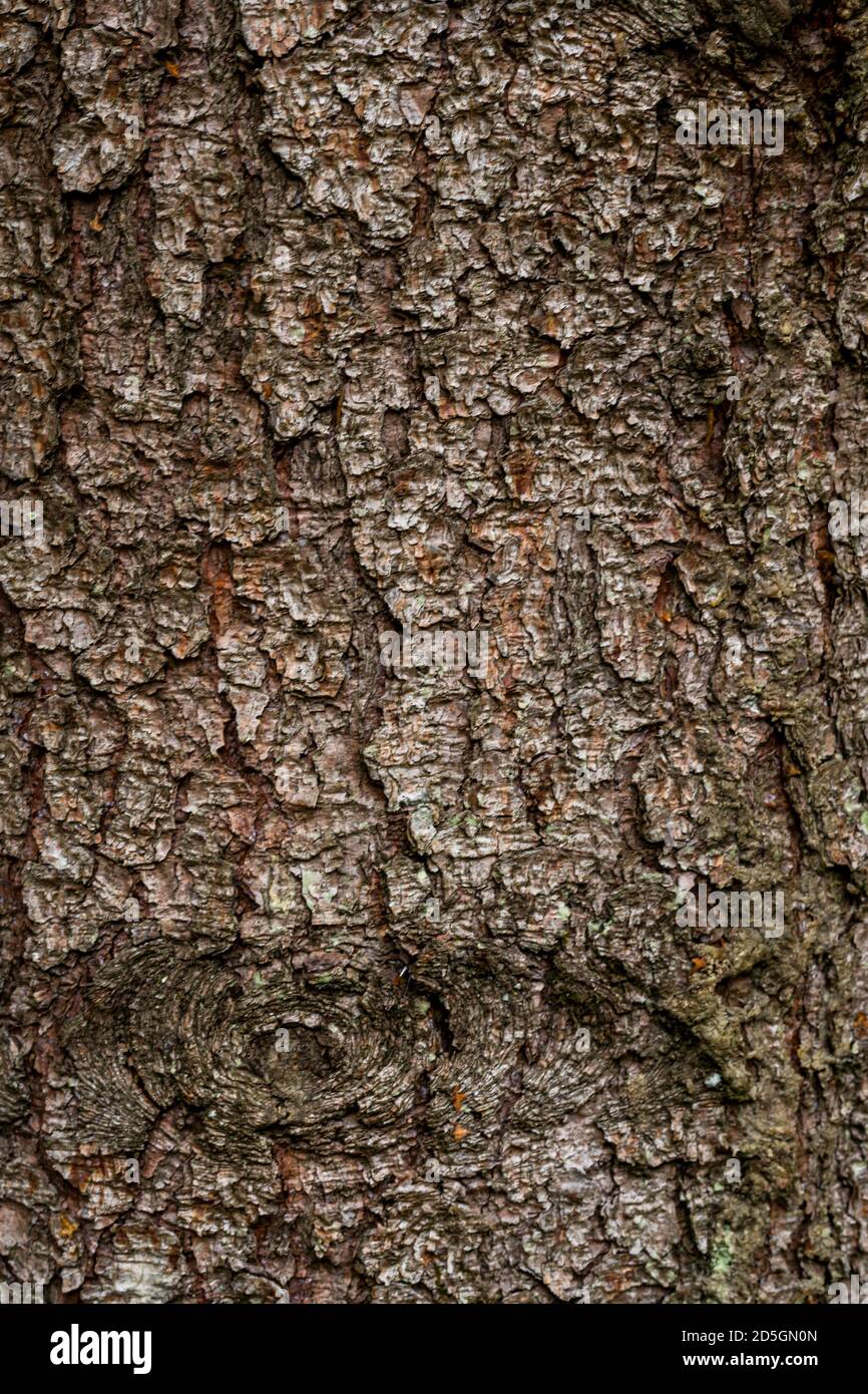 spruce fir bark softwood tree texture background in mixed forest Stock ...