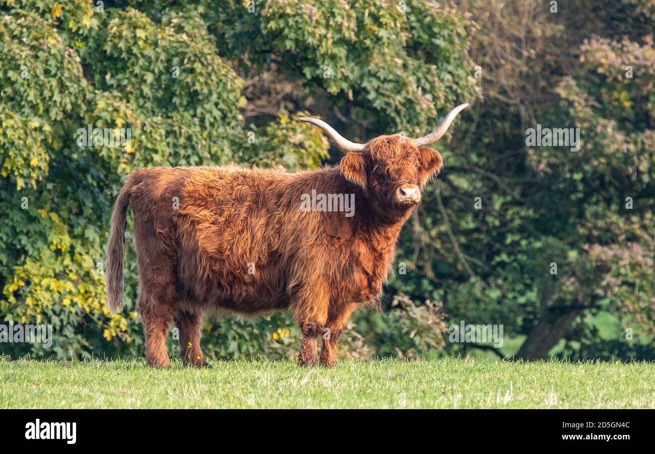A close up photo of a Highland Cow Stock Photo - Alamy