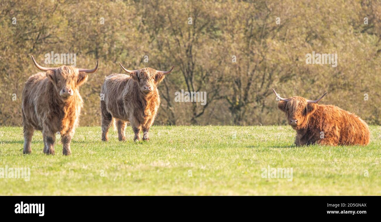 A close up photo of a Highland Cow Stock Photo - Alamy