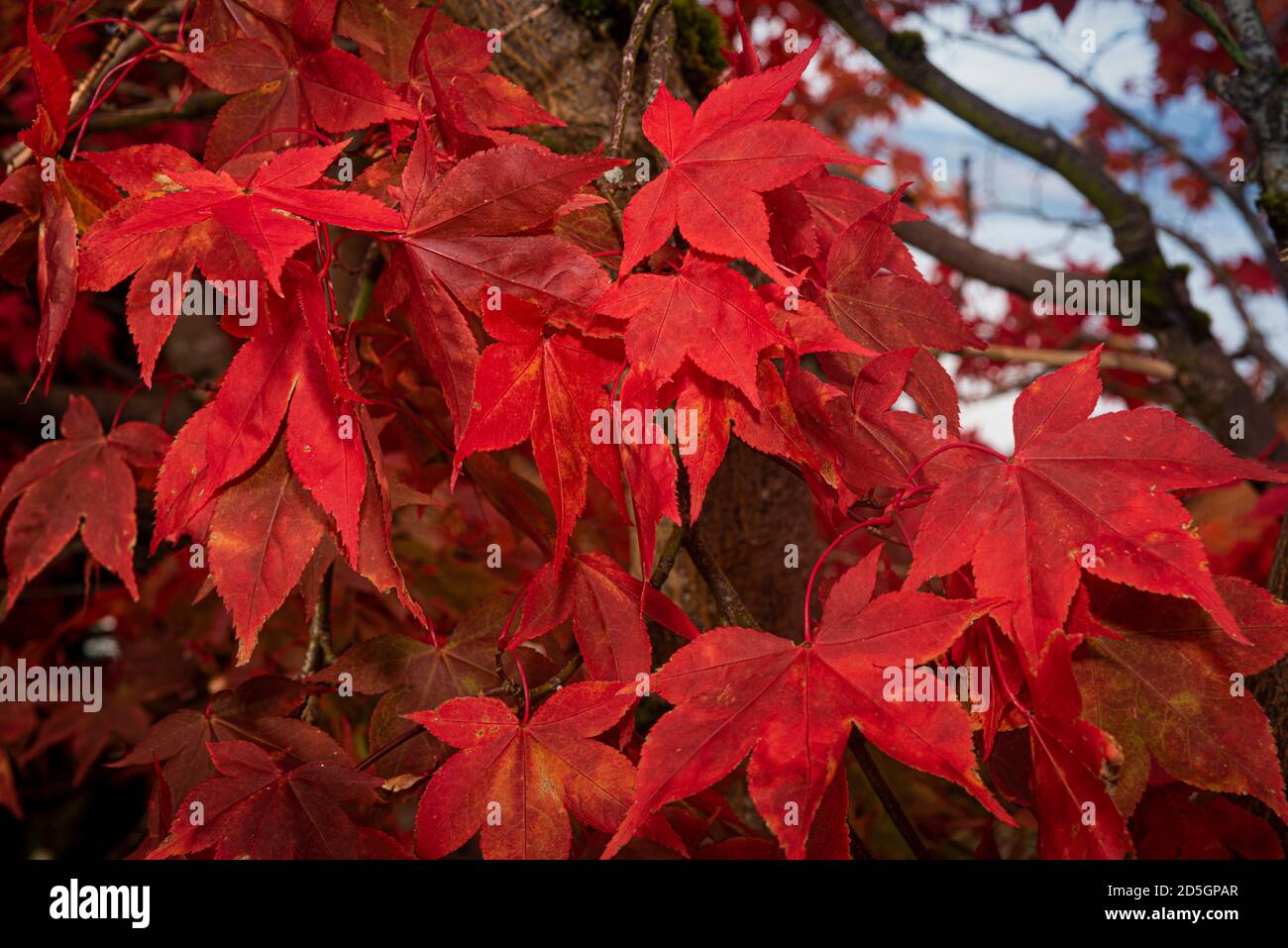 Autumn leaves on trees showing deep red colours Stock Photo - Alamy