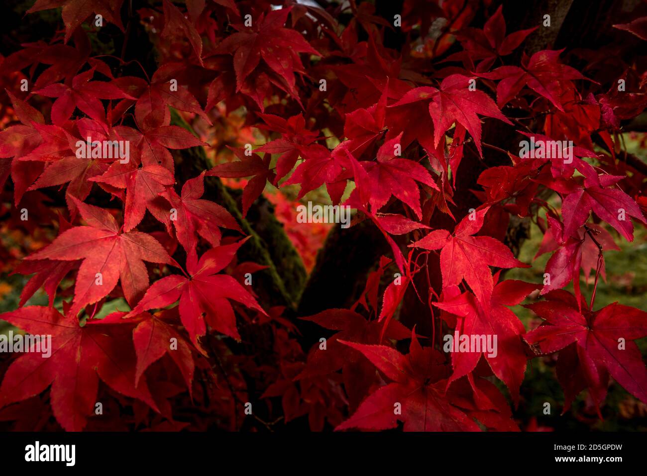 Autumn leaves on trees showing deep red colours Stock Photo - Alamy