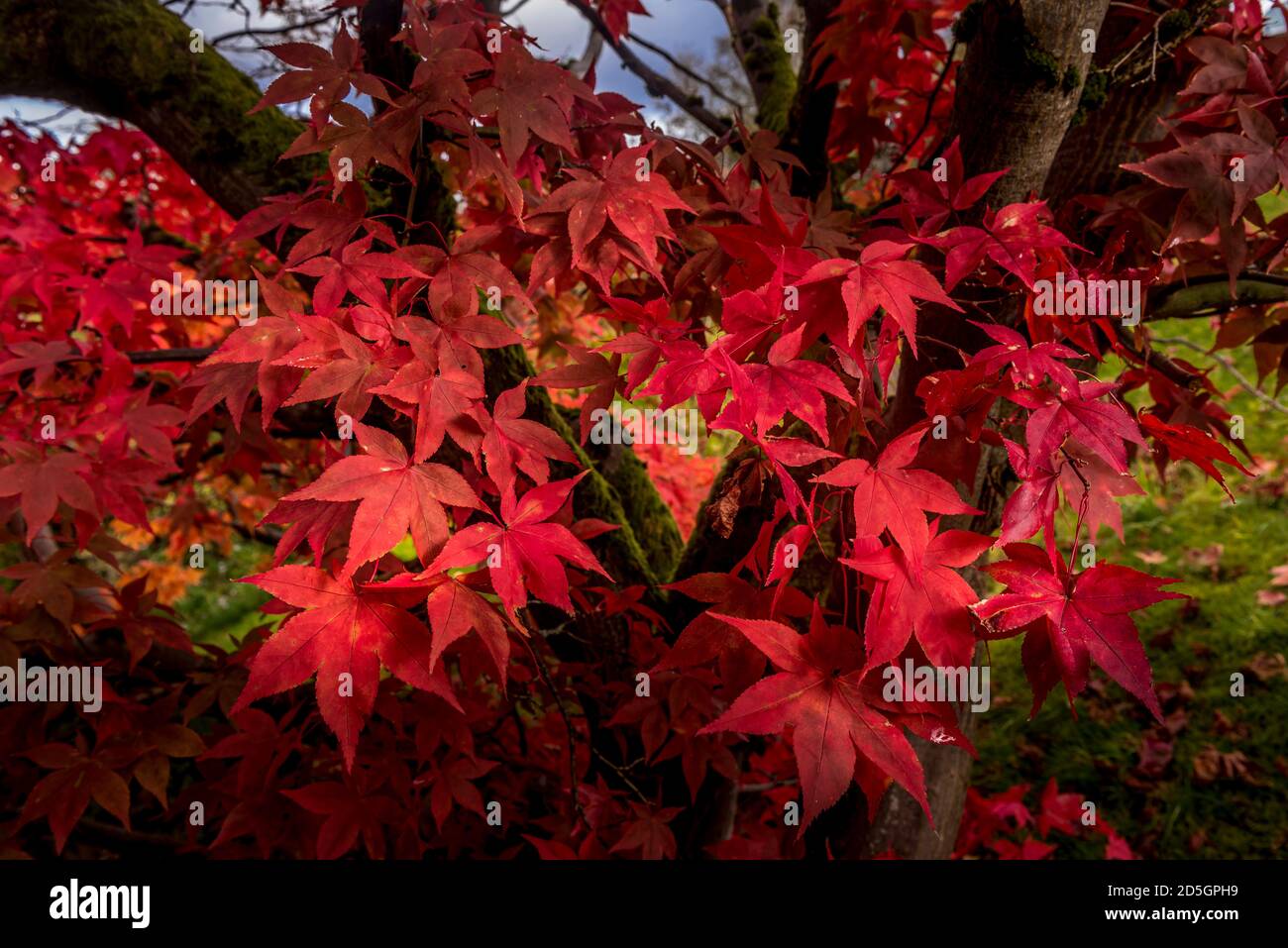 Autumn leaves on trees showing deep red colours Stock Photo - Alamy