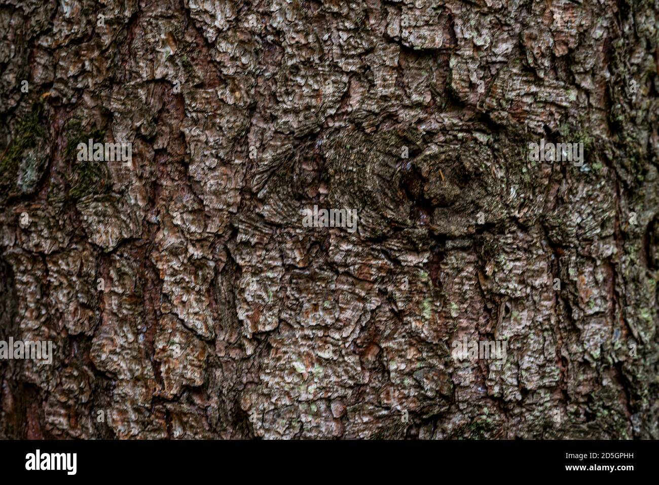spruce fir bark softwood tree texture background in mixed forest Stock ...