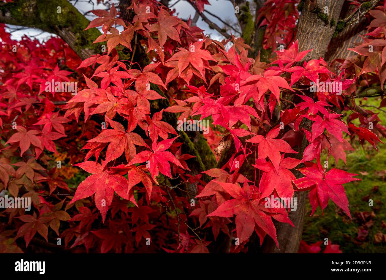 Deep colours hi-res stock photography and images - Alamy