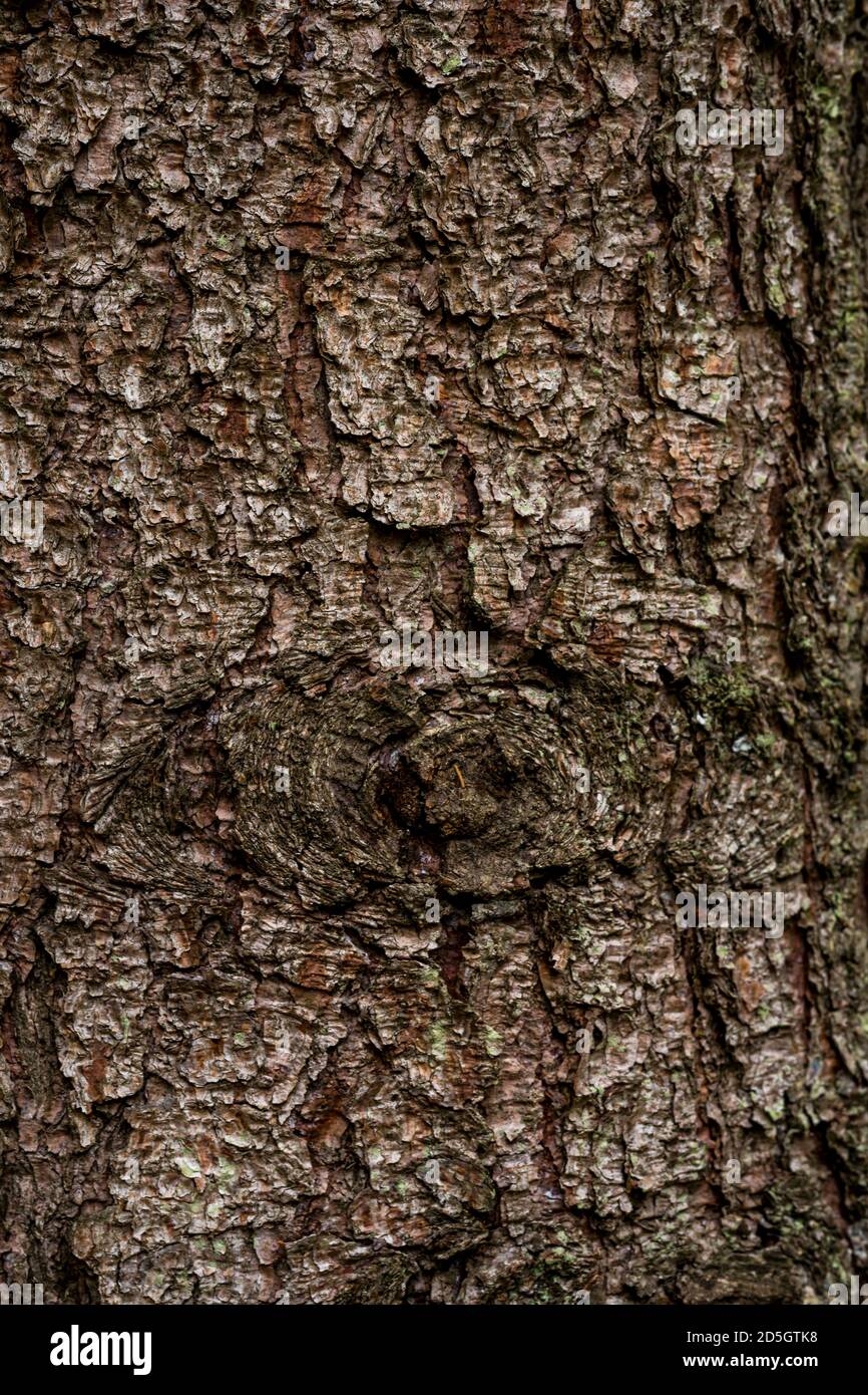 spruce fir bark softwood tree texture background in mixed forest Stock ...