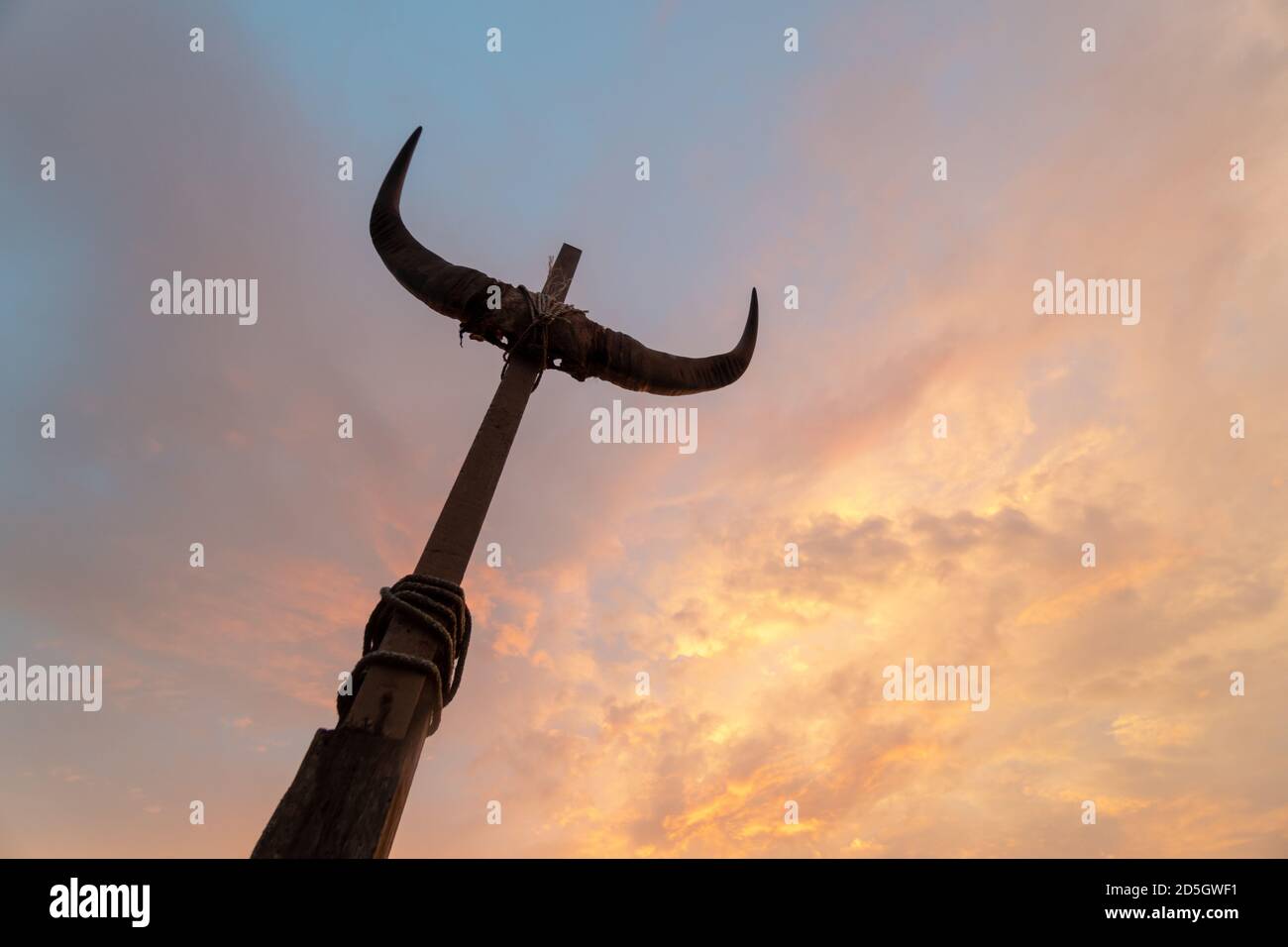Buffalo under the sun hi-res stock photography and images - Alamy