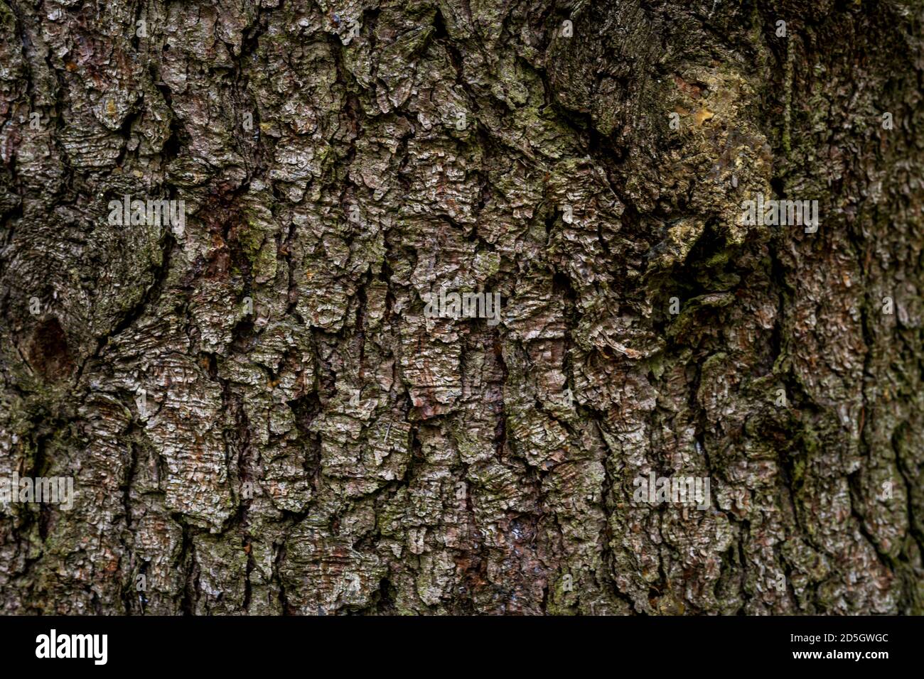 spruce fir bark softwood tree texture background in mixed forest Stock ...