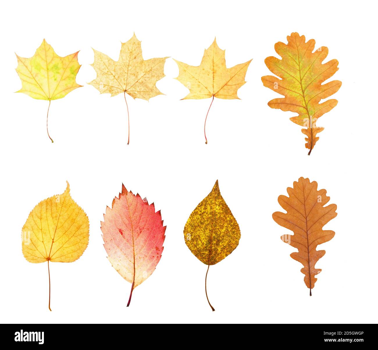 collection of beautiful autumn leaves isolated on white background ...