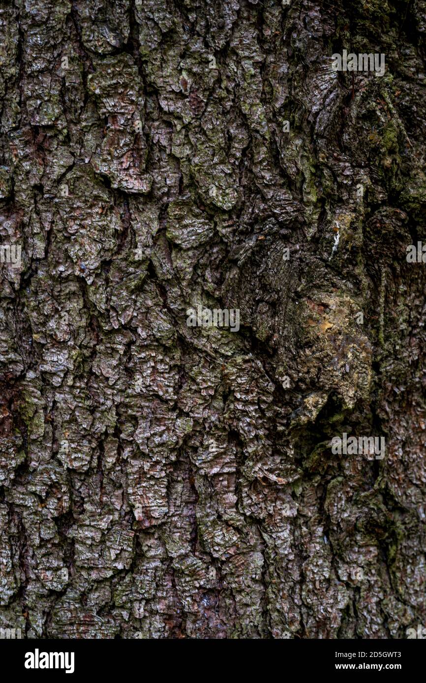 spruce fir bark softwood tree texture background in mixed forest Stock ...