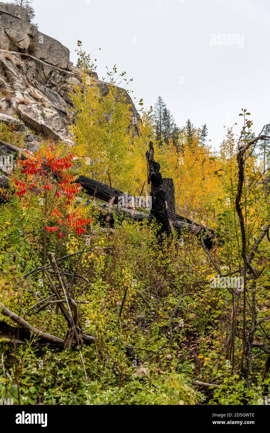 Rock Cliffs In A Burn Area At The Little Spokane Natural Area Stock ...