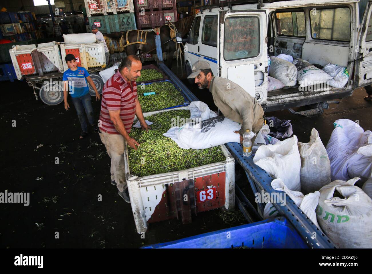 The Gaza Strip, The Gaza Strip, Palestine. 13th Oct, 2020. Olives ...