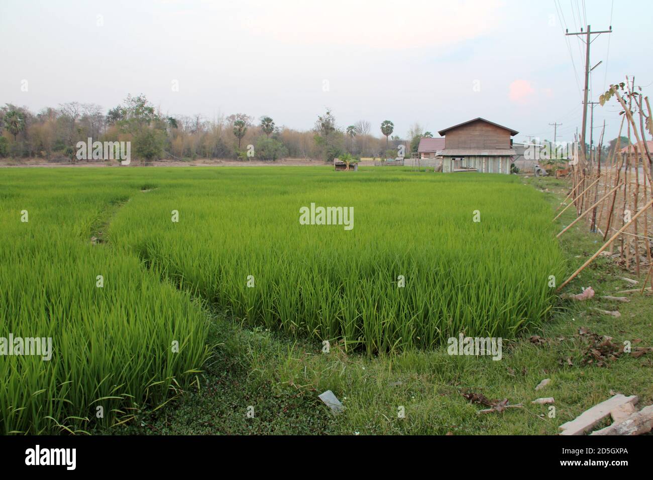 rice fields in a village in laos Stock Photo - Alamy