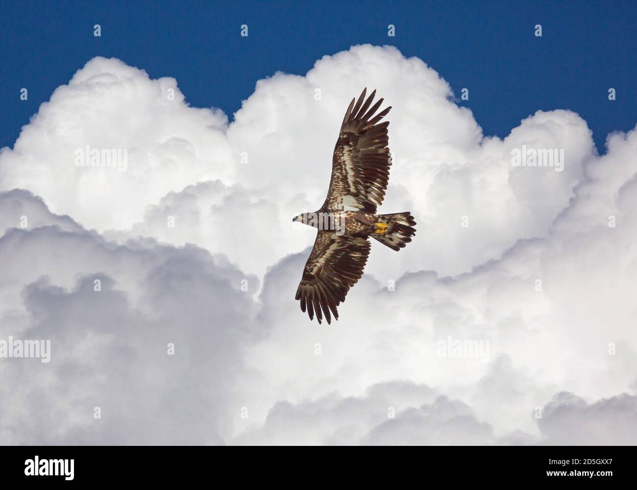 An immature American bald eagle soars against a background of dramatic ...
