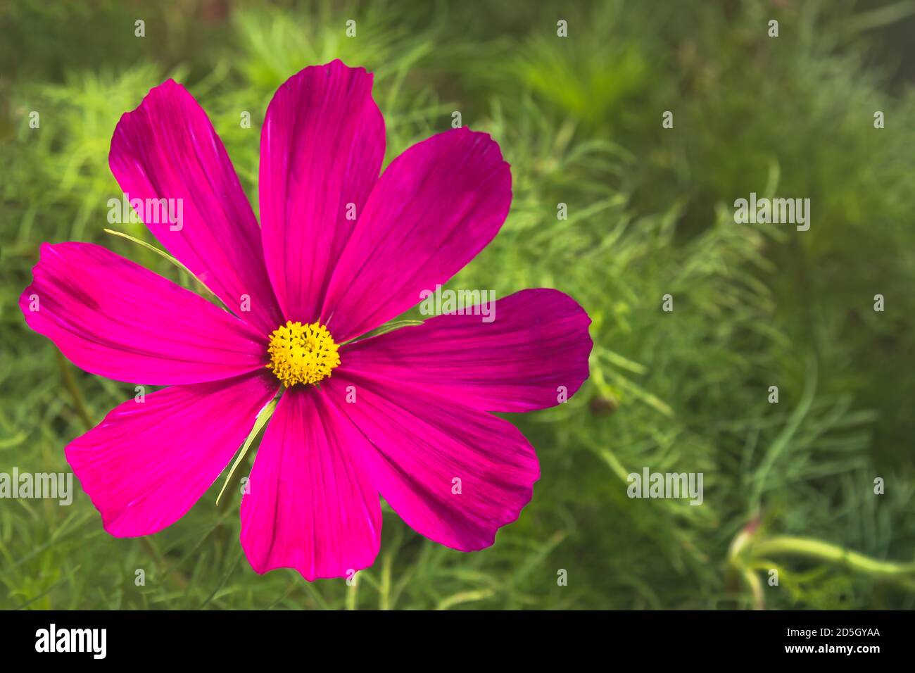 Field cosmos violet flower hi-res stock photography and images - Alamy