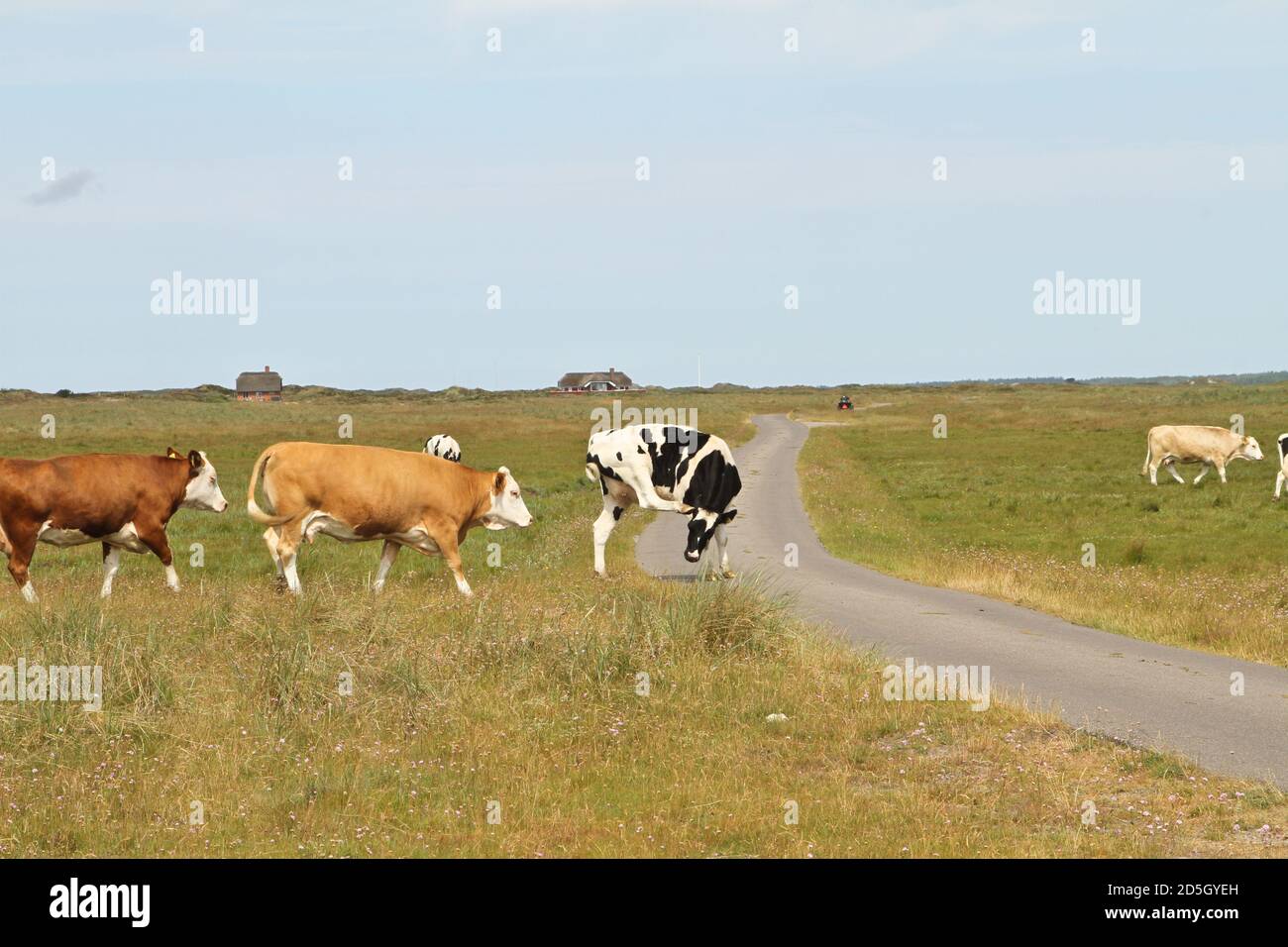 Danish landscapes in the summer in the Jutland Stock Photo - Alamy