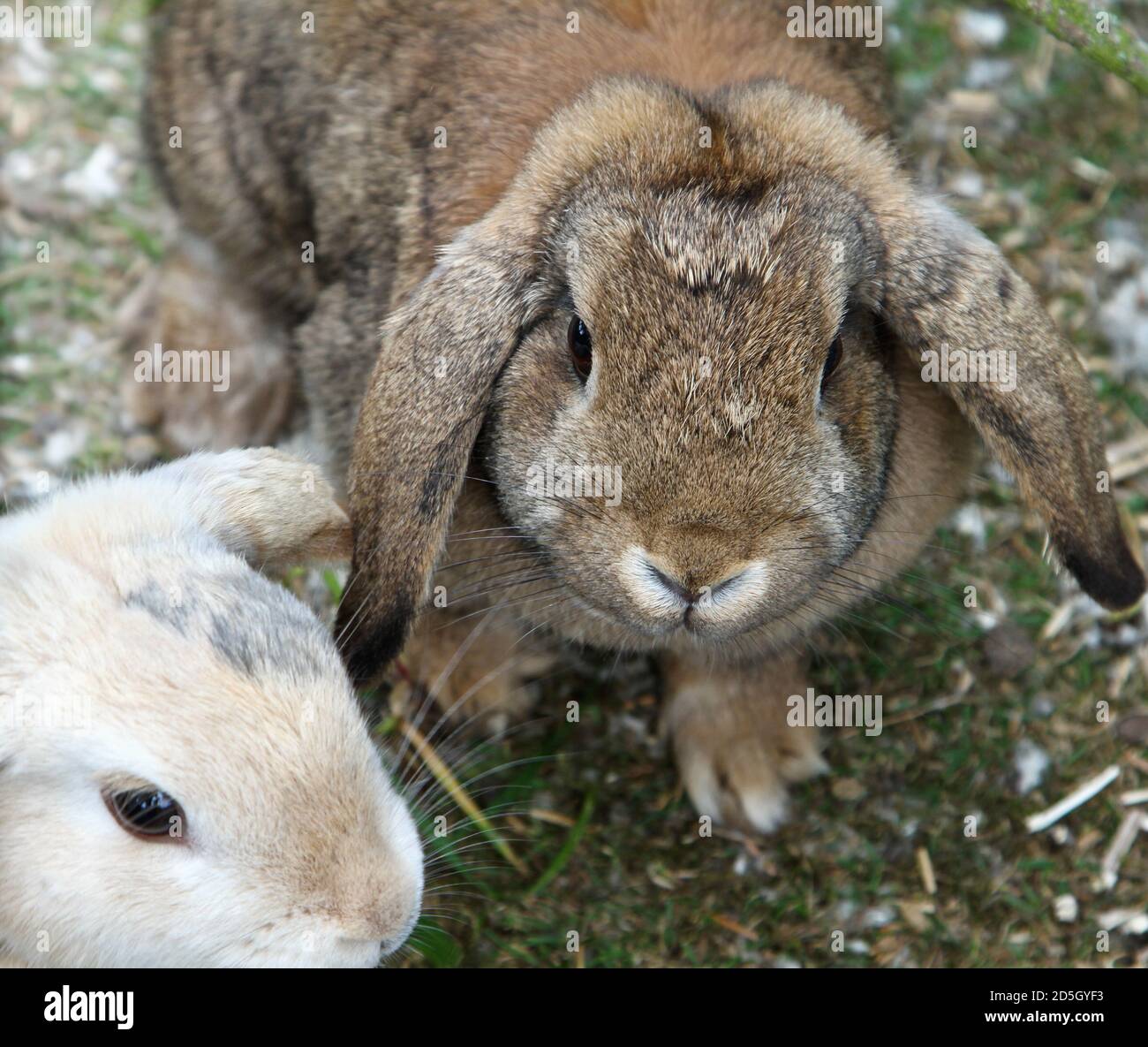Rabbit in an old farm in france Stock Photo - Alamy
