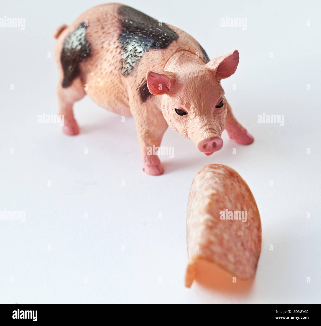 Miniature plastic Pig with a slice of saussage shot on white background ...