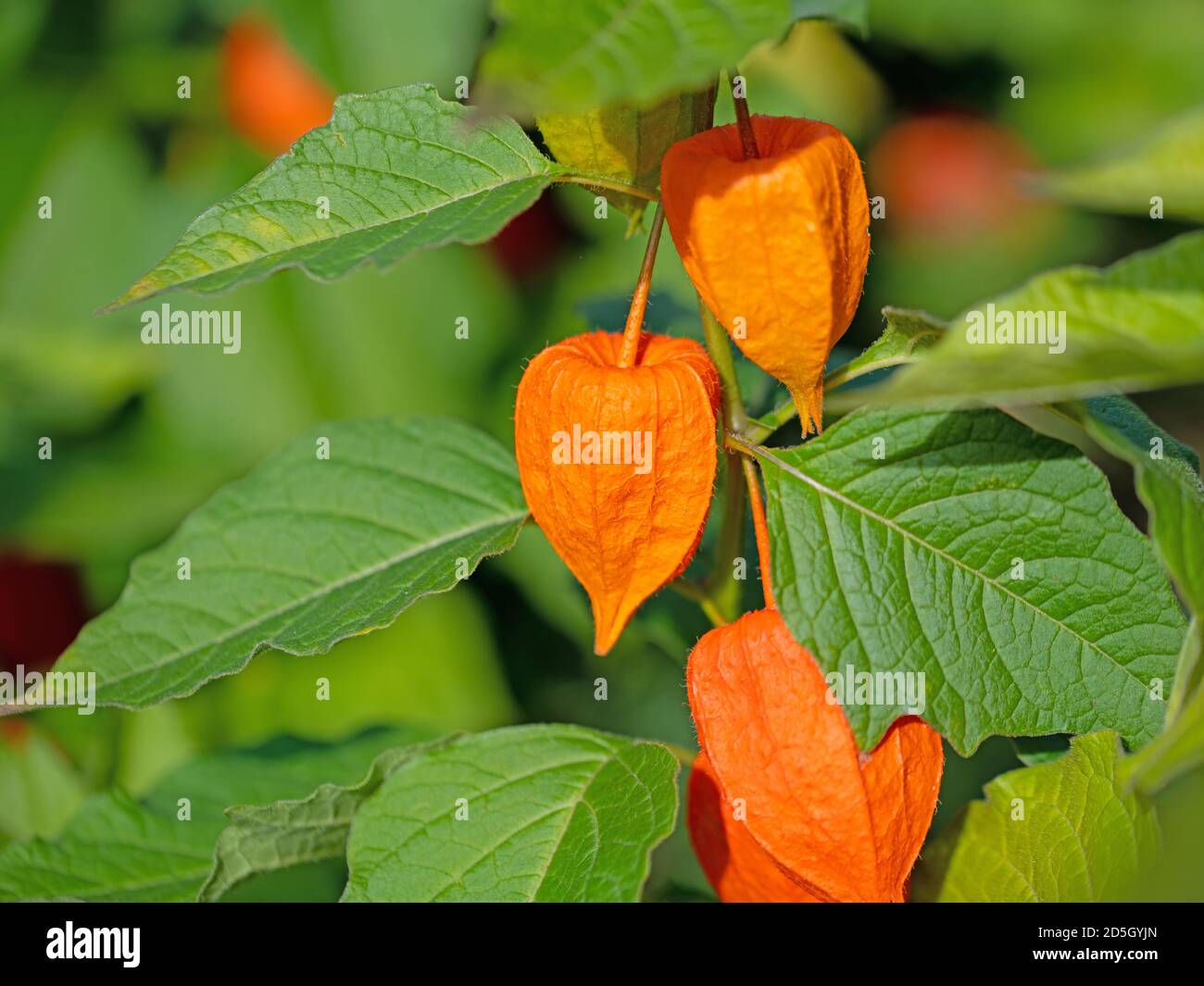 Orange lantern flower hi-res stock photography and images - Alamy