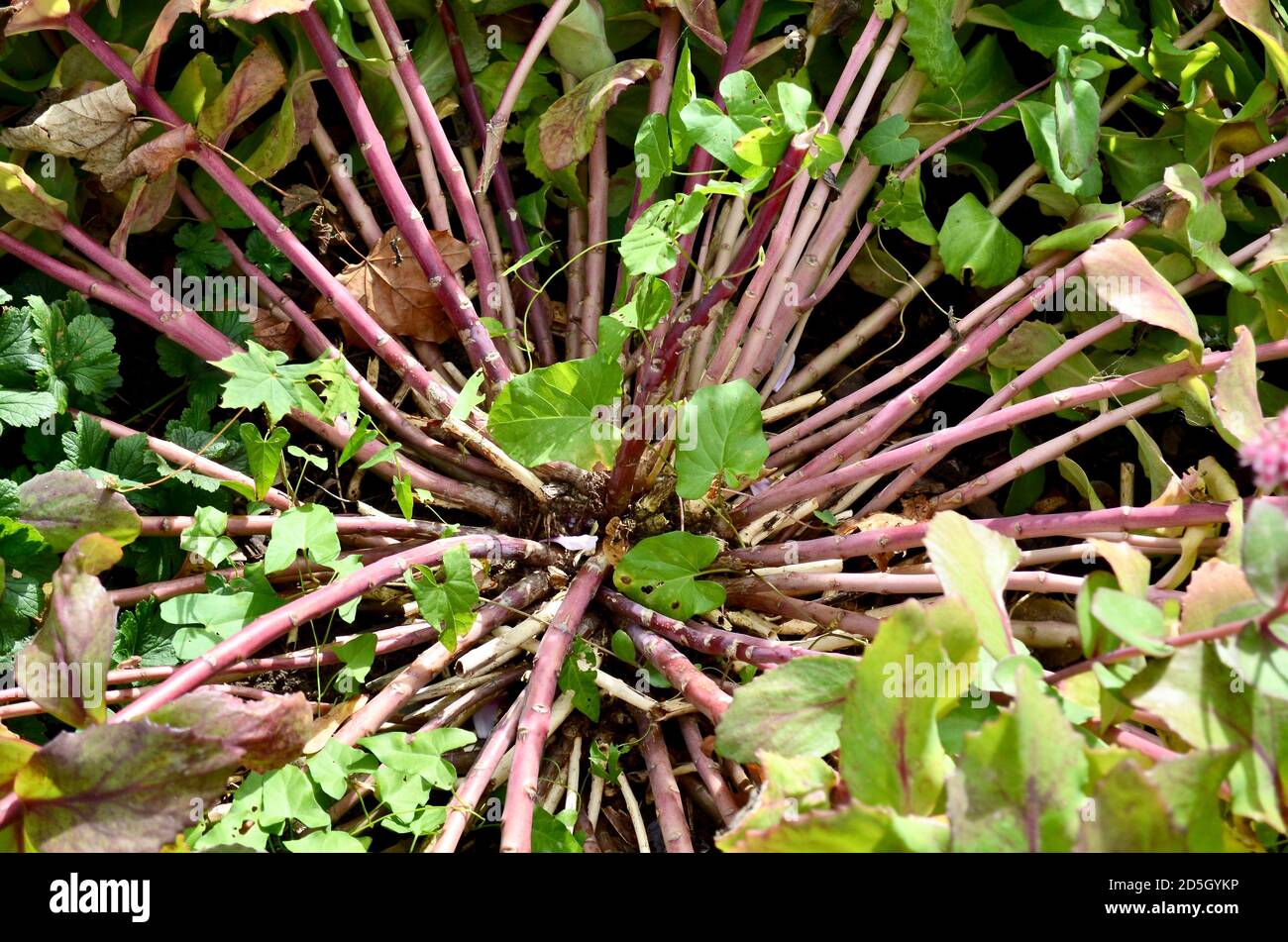 Colorful roots hi-res stock photography and images - Alamy