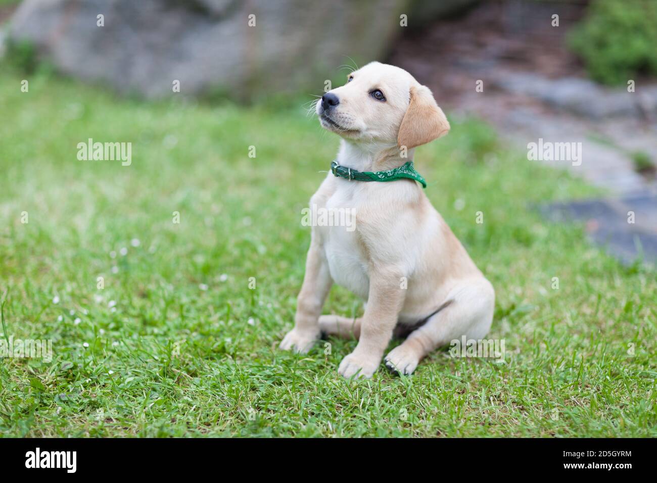 Cute Happy Puppy Running