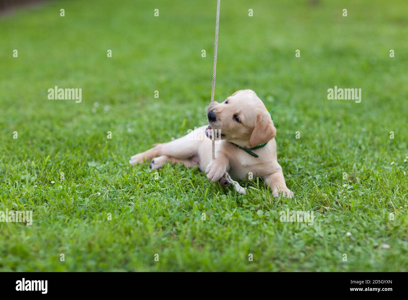 Happy puppy dog running on playground green yard. Yellow Labrador ...
