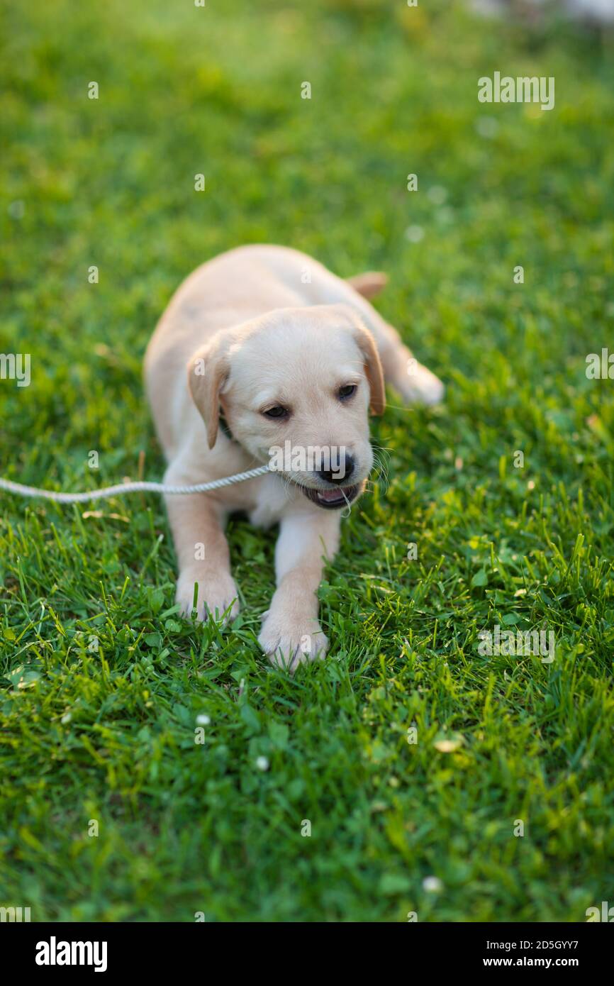 Happy puppy dog running on playground green yard. Yellow Labrador ...