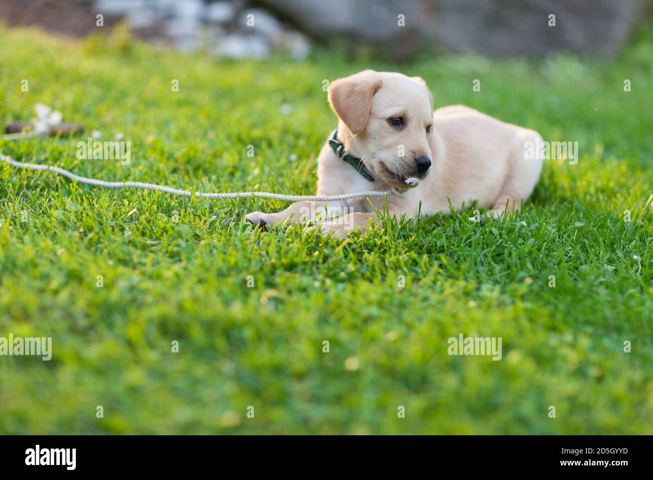 Happy puppy dog running on playground green yard. Yellow Labrador ...