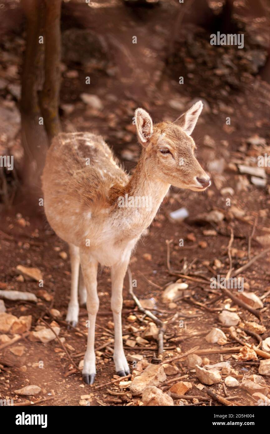 Dana biosphere reserve hi-res stock photography and images - Alamy