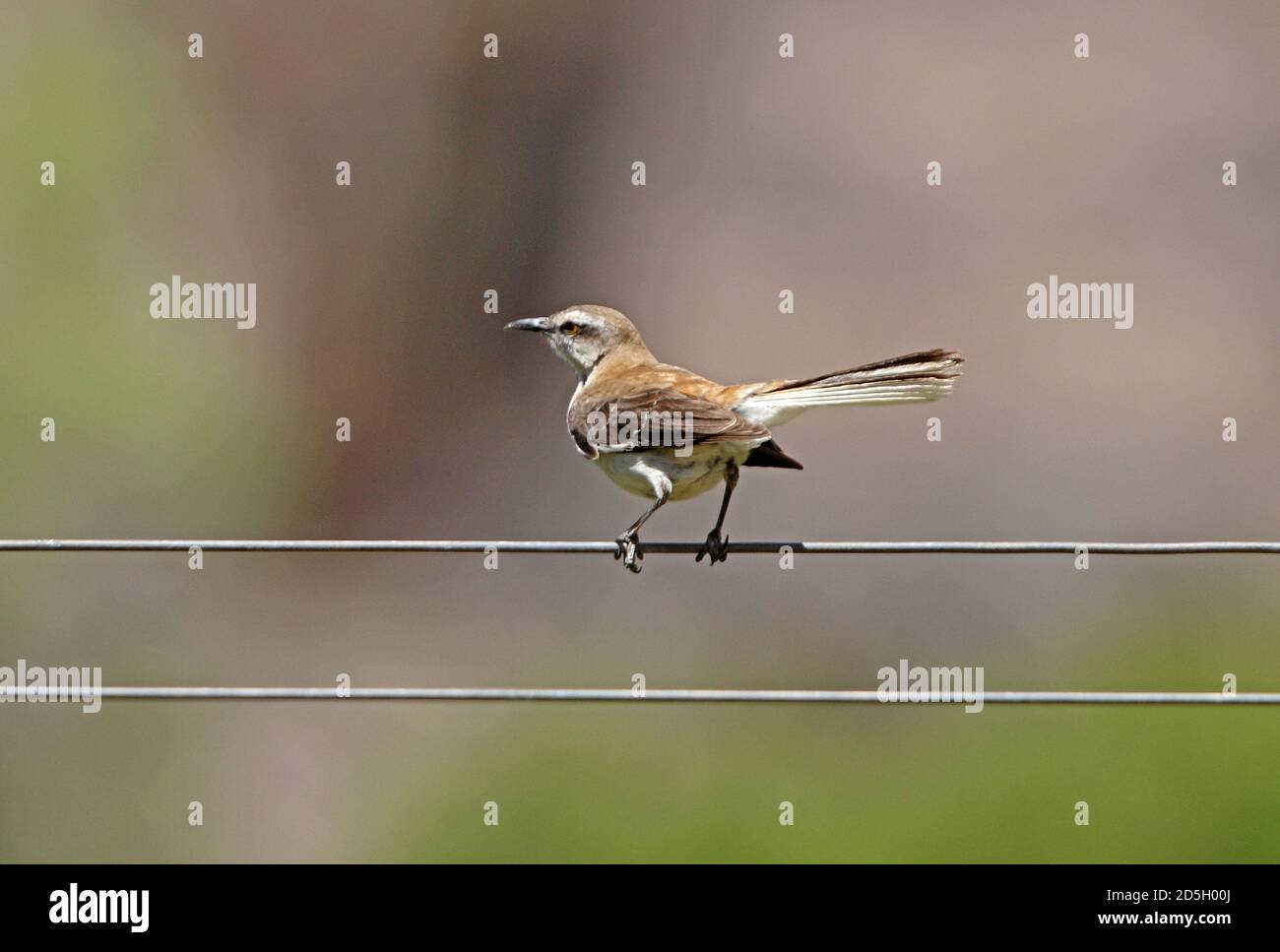 Patagonian mockingbird mimus patagonicus adult hi-res stock photography ...